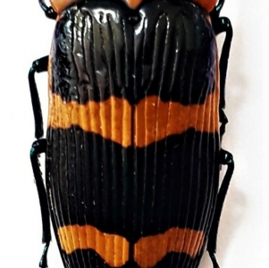 Coleoptera