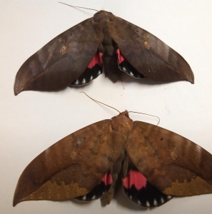 The Insect Classifieds | Insectnet