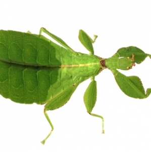 The Insect Classifieds | Insectnet