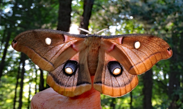 Antheraea polyphemus COCOONS