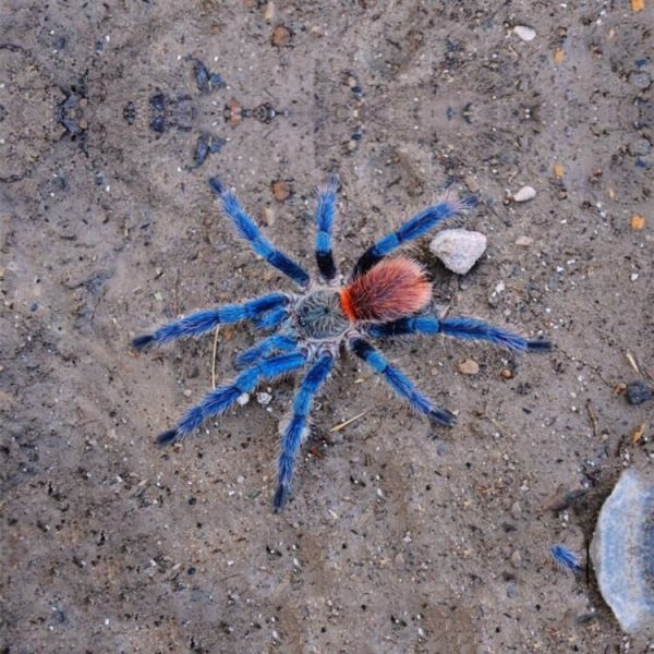 FOR SALE, Brazilian Blue Dwarf Tarantula for Sale